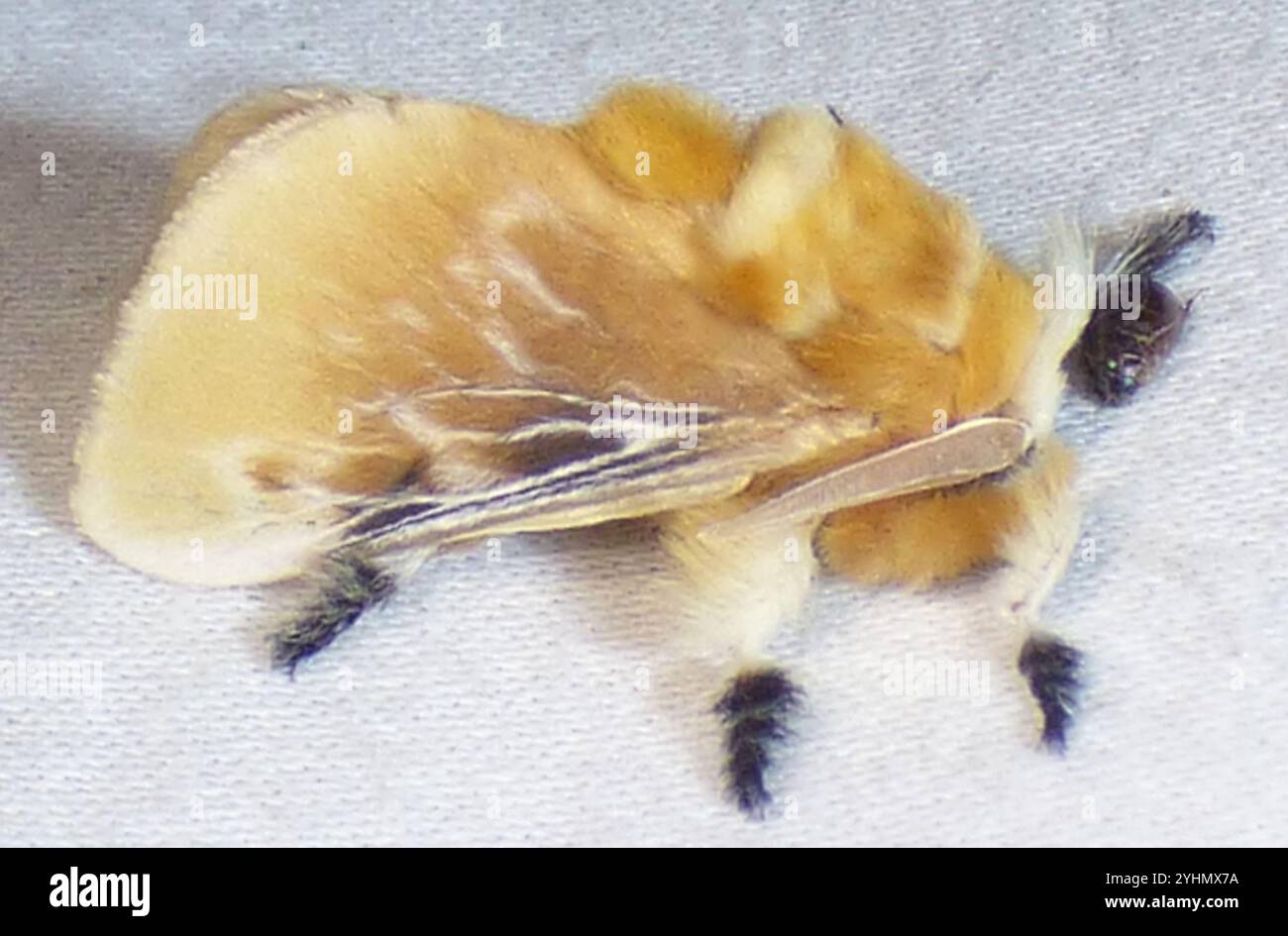 Southern Flannel Moth (Megalopyge opercularis Stock Photo - Alamy