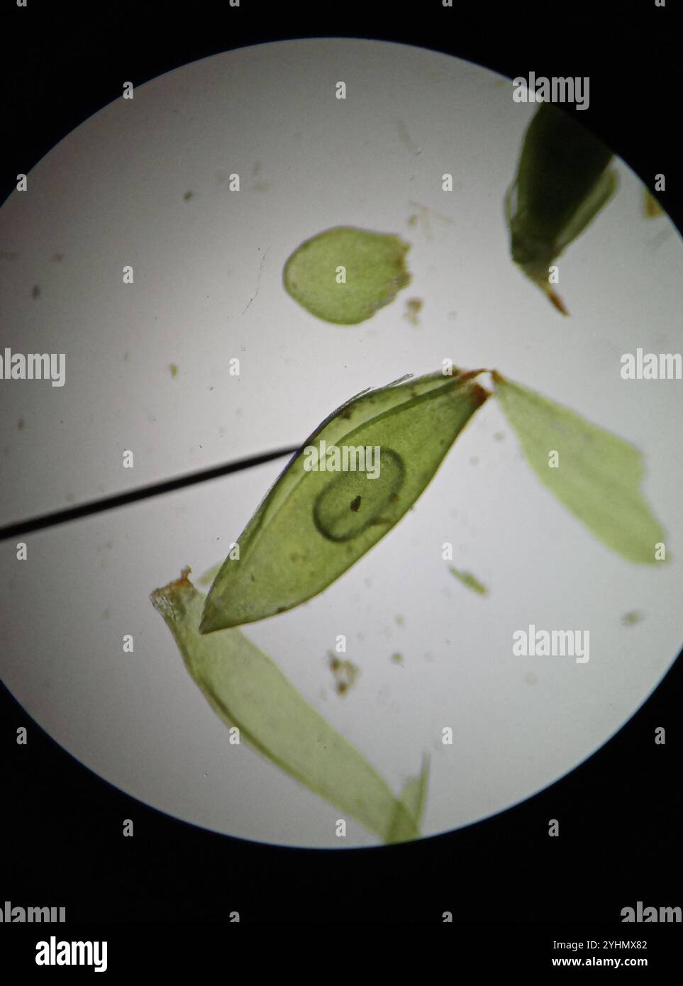 Red-stemmed Feather Moss (Pleurozium schreberi Stock Photo - Alamy