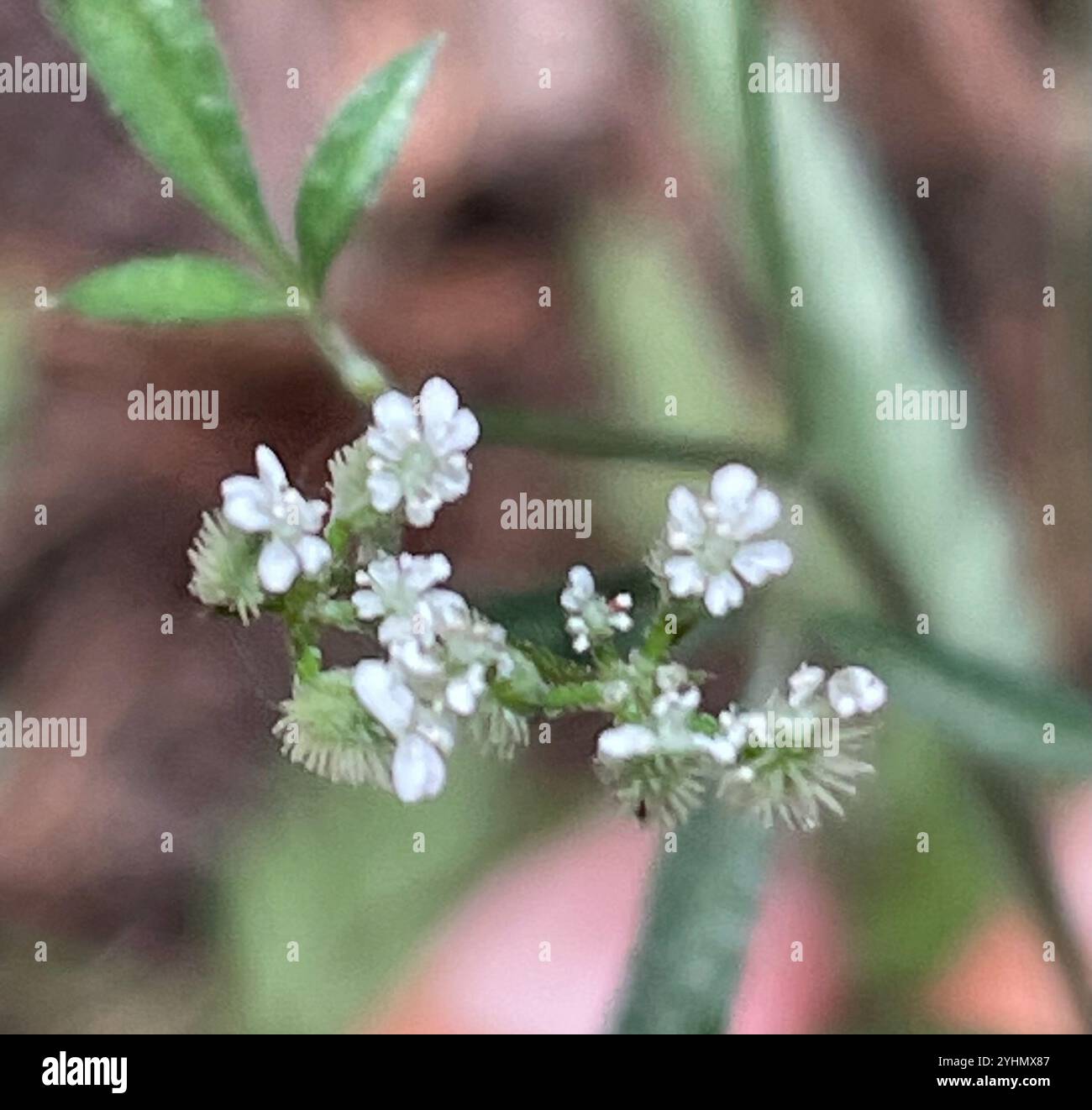 common hedge parsley (Torilis arvensis Stock Photo - Alamy