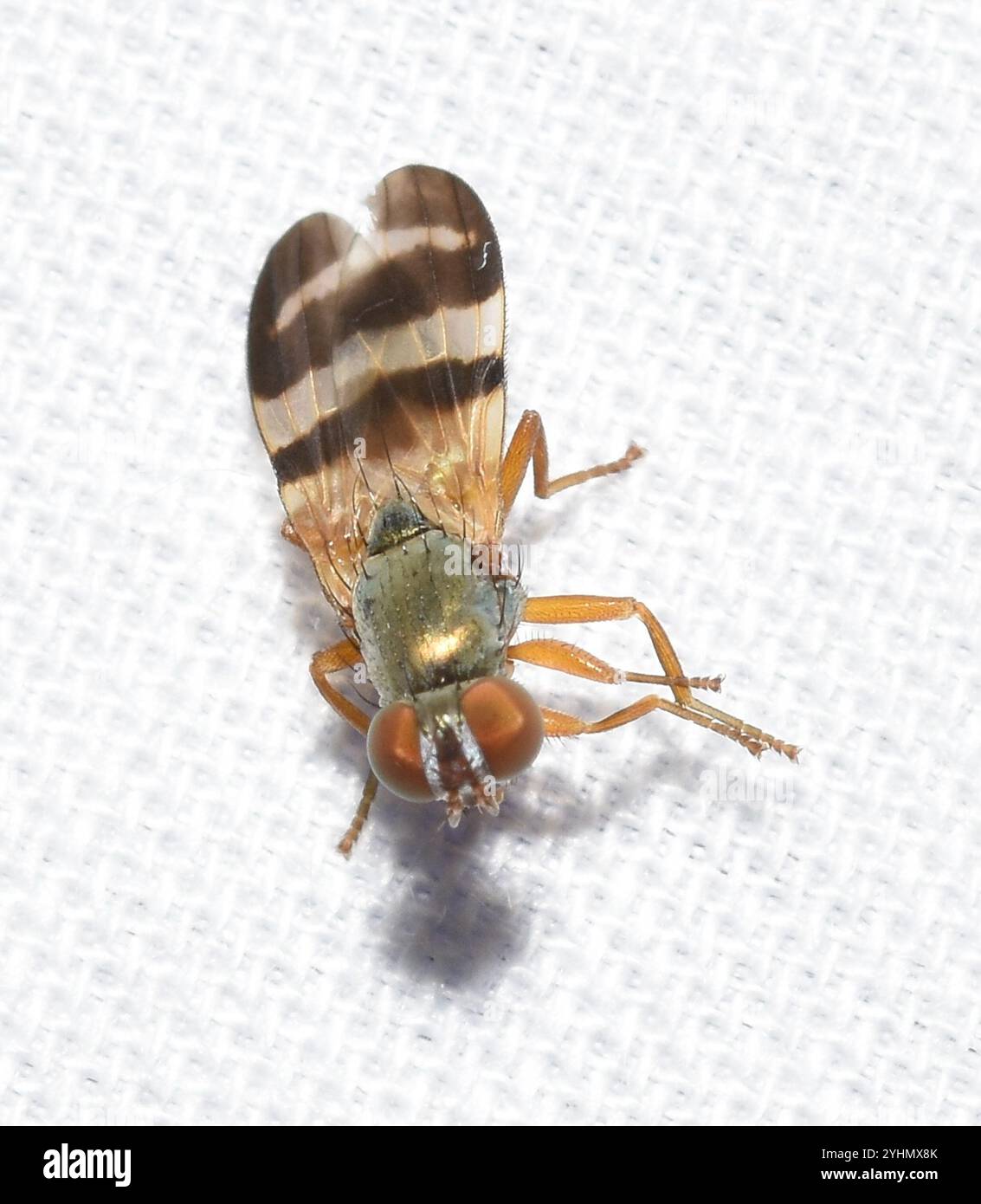 Banded-wing Flies (Chaetopsis Stock Photo - Alamy