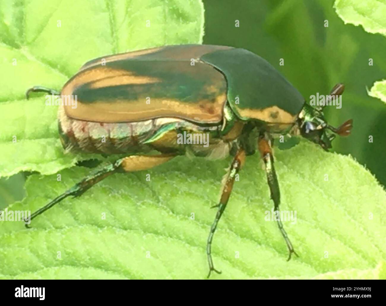 Common Green June Beetle (Cotinis nitida Stock Photo - Alamy