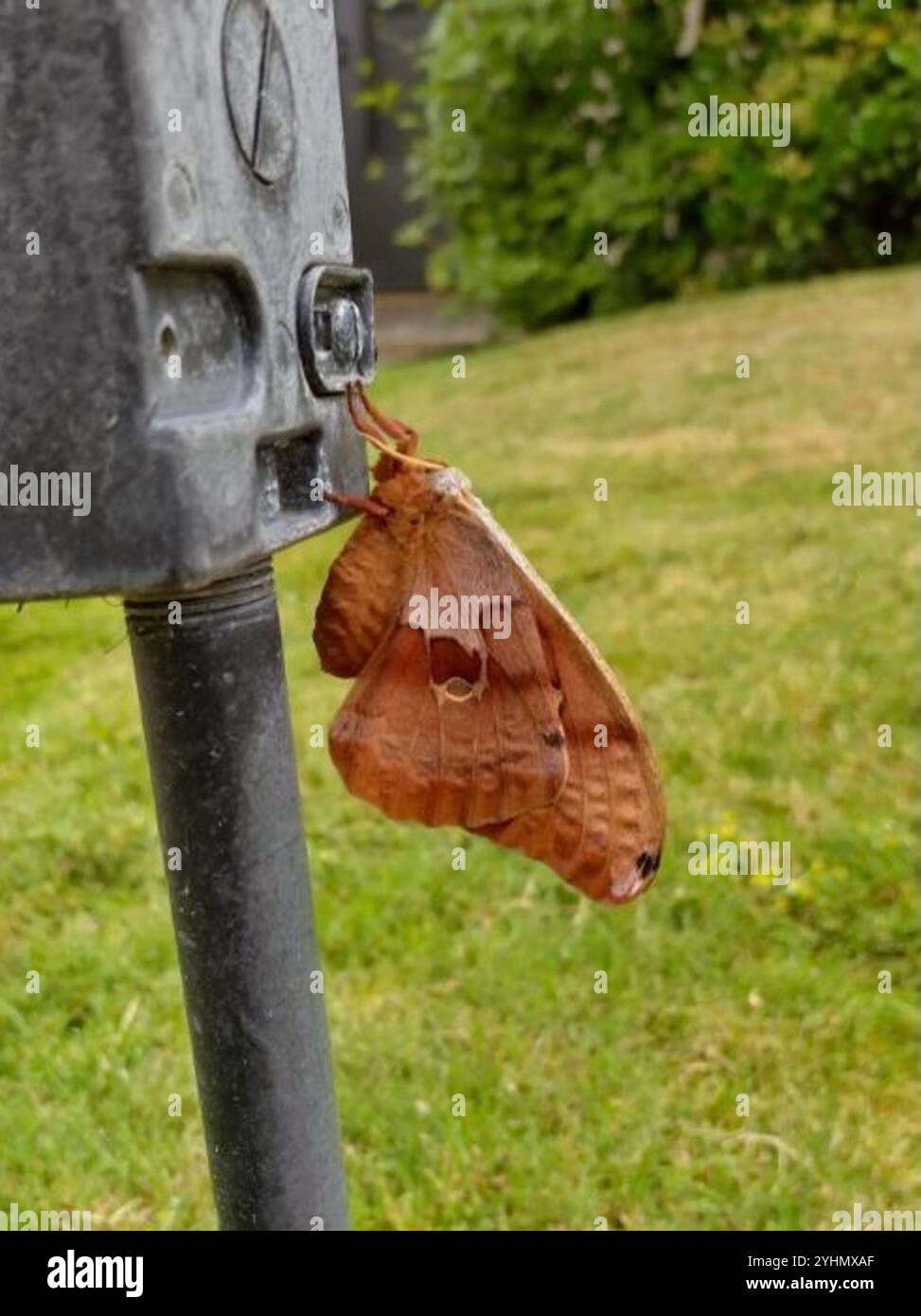 Polyphemus Moth (Antheraea polyphemus Stock Photo - Alamy