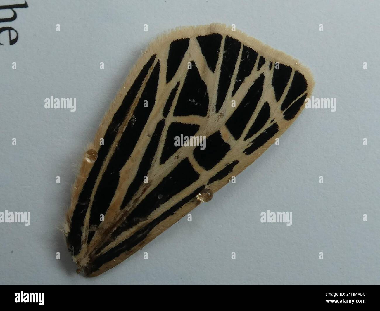 Virgin Tiger Moth (Apantesis virgo Stock Photo - Alamy