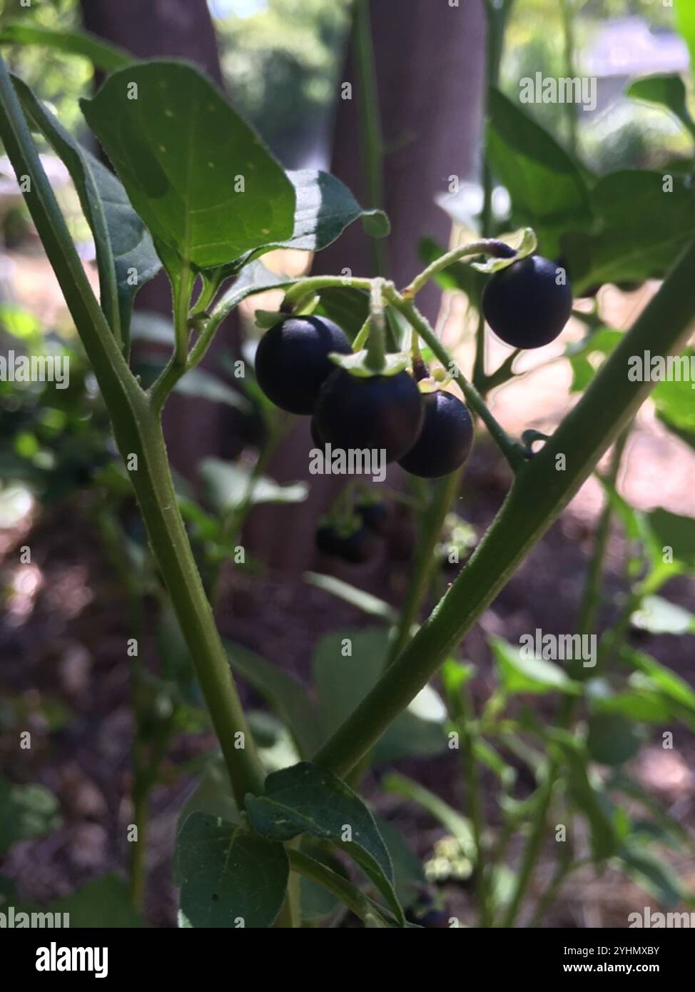 black nightshade (Solanum nigrum Stock Photo - Alamy