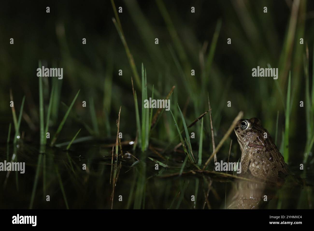 Sand Toad (Vandijkophrynus angusticeps Stock Photo - Alamy