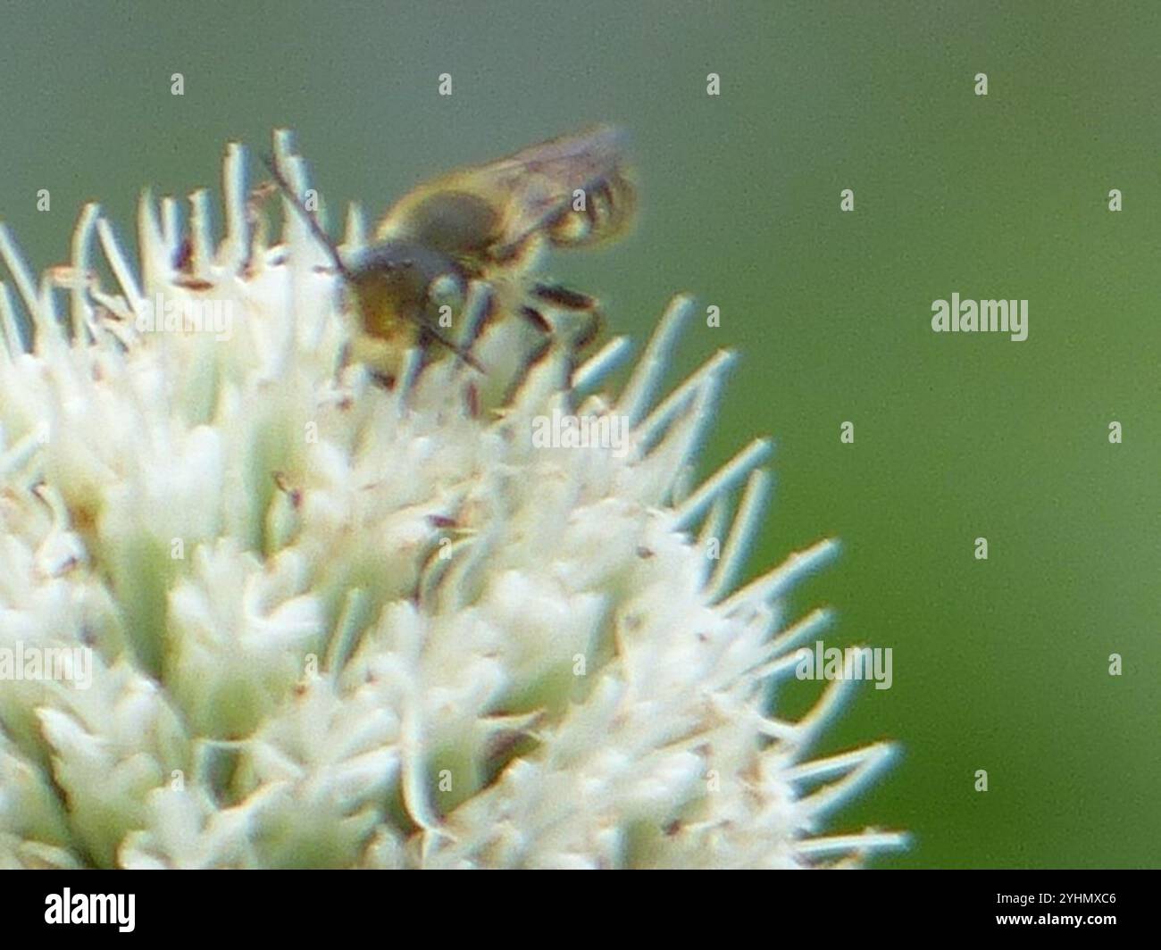 Alfalfa leafcutter hi-res stock photography and images - Alamy