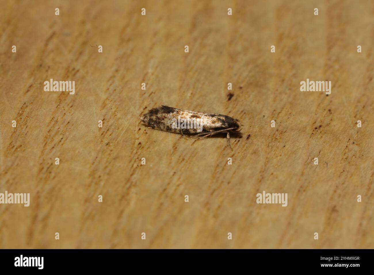 Cork Moth (Nemapogon cloacella Stock Photo - Alamy