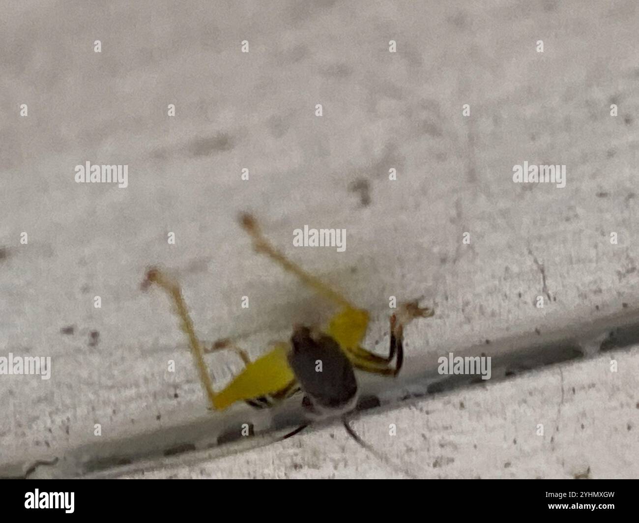 Red-headed Bush Cricket (Phyllopalpus pulchellus Stock Photo - Alamy