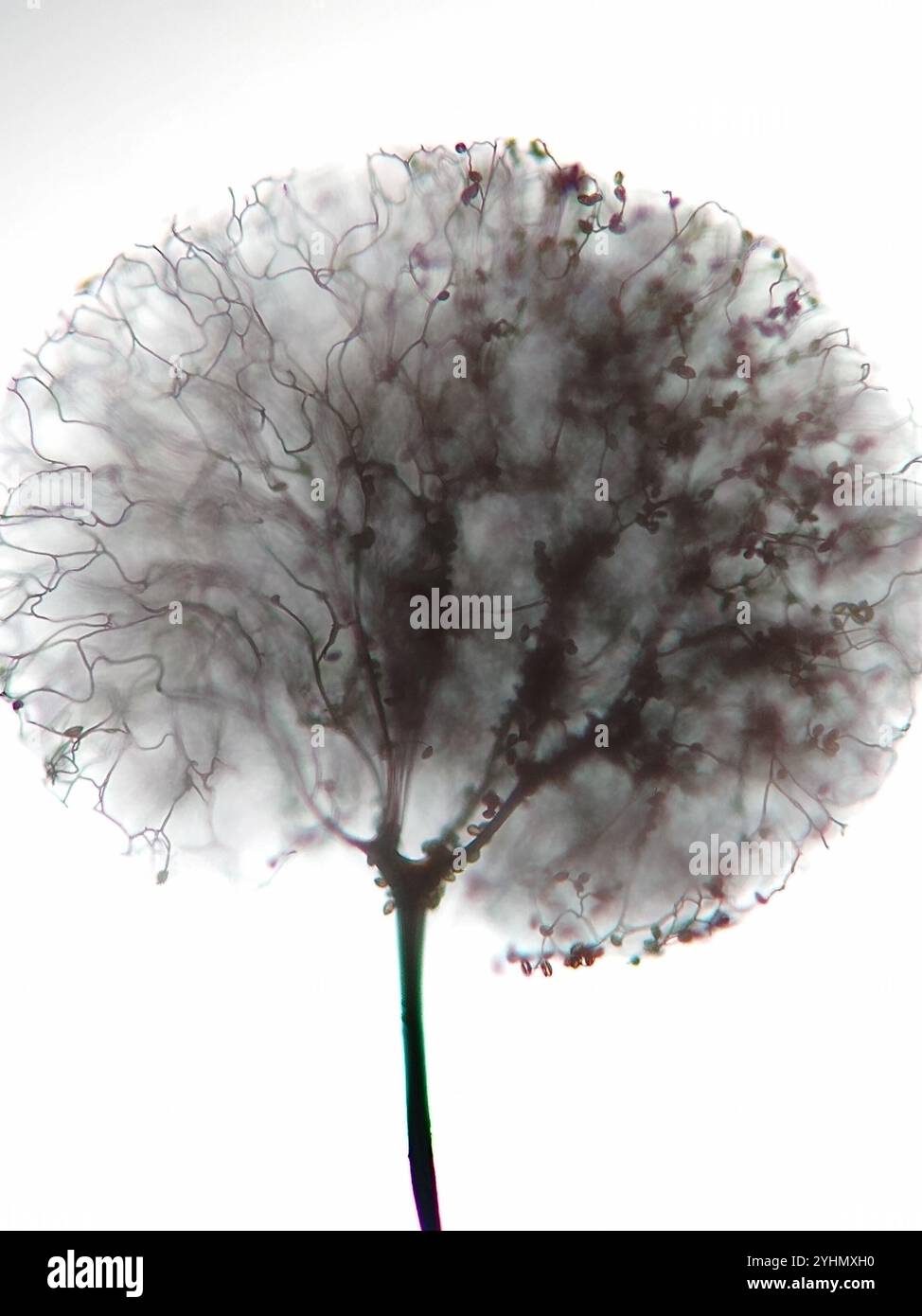 Comatricha elegans hi-res stock photography and images - Alamy