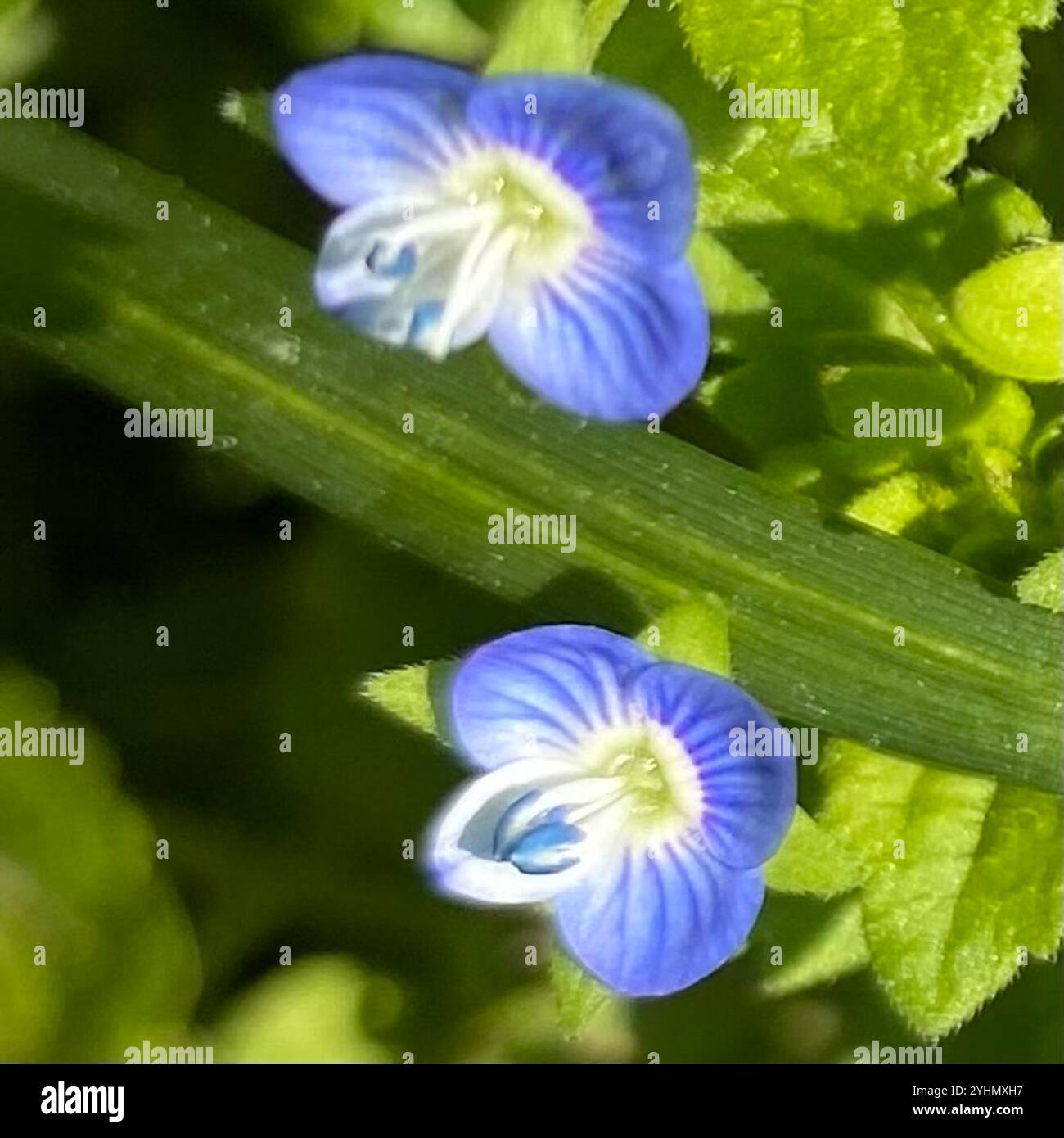 bird's-eye speedwell (Veronica persica Stock Photo - Alamy