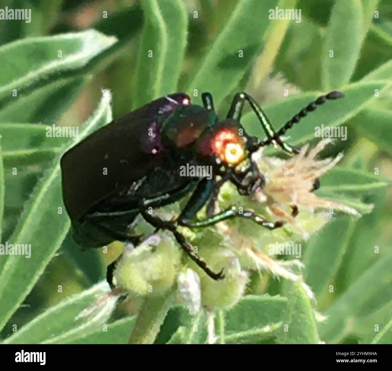 Nuttall's blister beetle hi-res stock photography and images - Alamy