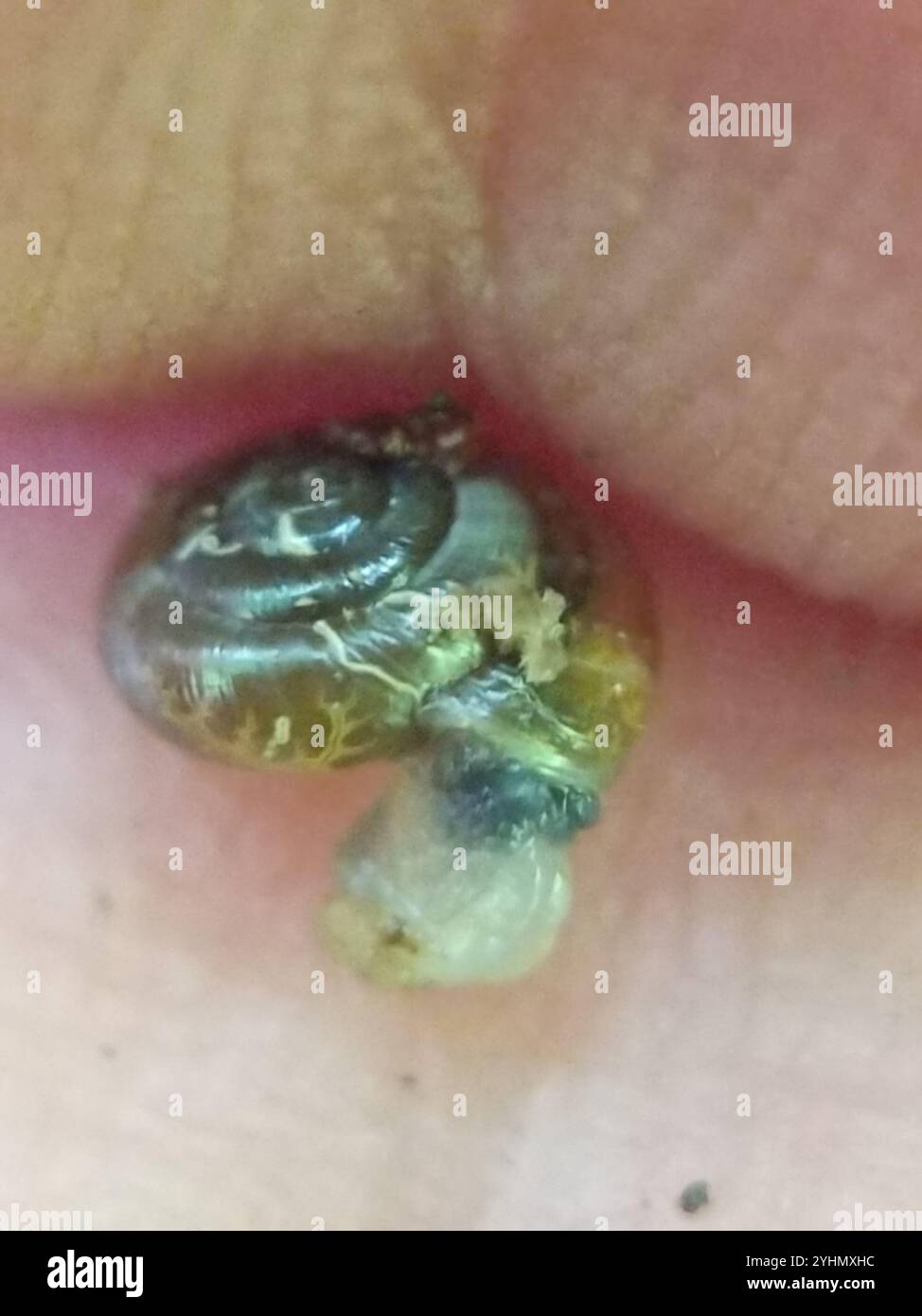 Ventridens hi-res stock photography and images - Alamy