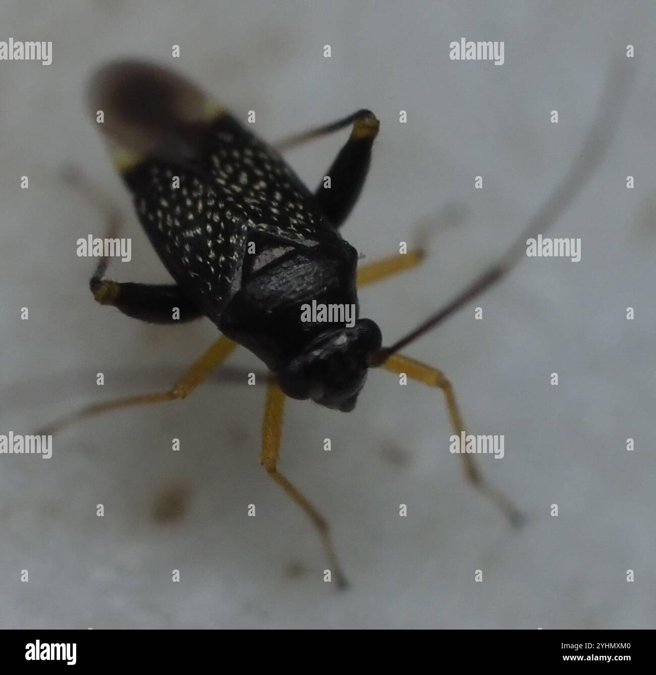 Garden Fleahopper (Microtechnites bractatus Stock Photo - Alamy