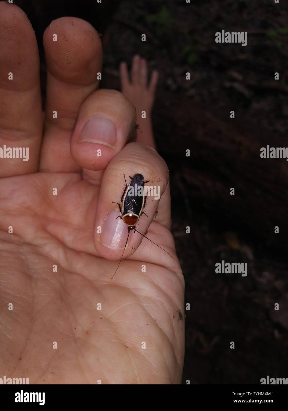 Pale-bordered Field Cockroach (Pseudomops septentrionalis Stock Photo ...