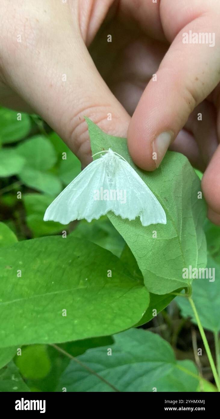 Ennomos subsignaria hi-res stock photography and images - Alamy