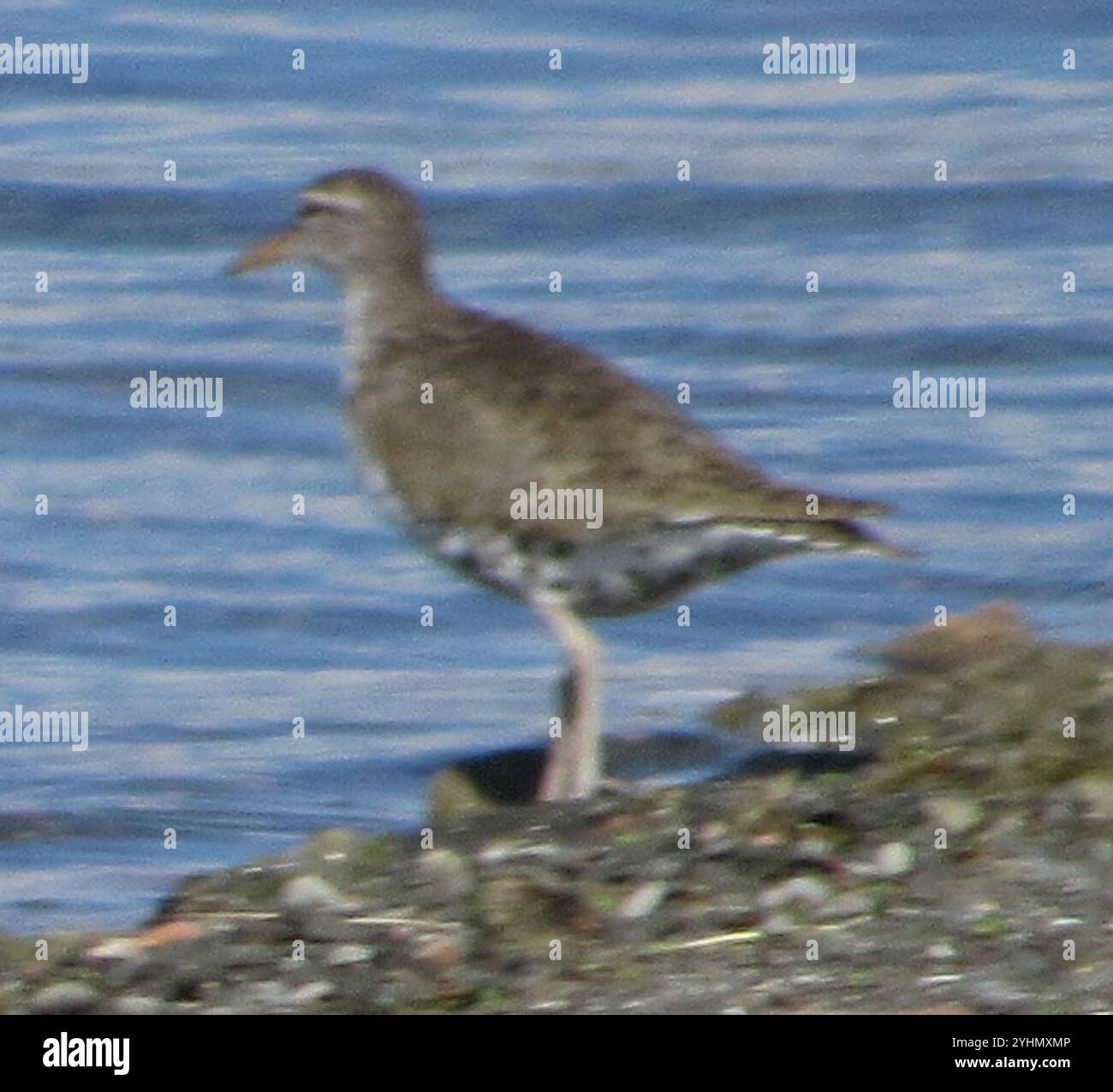 Spotted Sandpiper (Actitis macularius Stock Photo - Alamy
