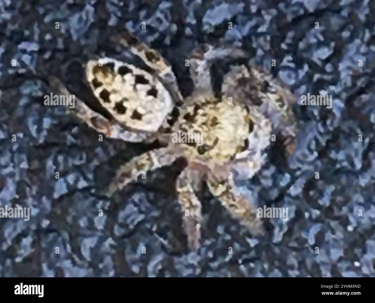 Jumping Spiders (Salticidae Stock Photo - Alamy