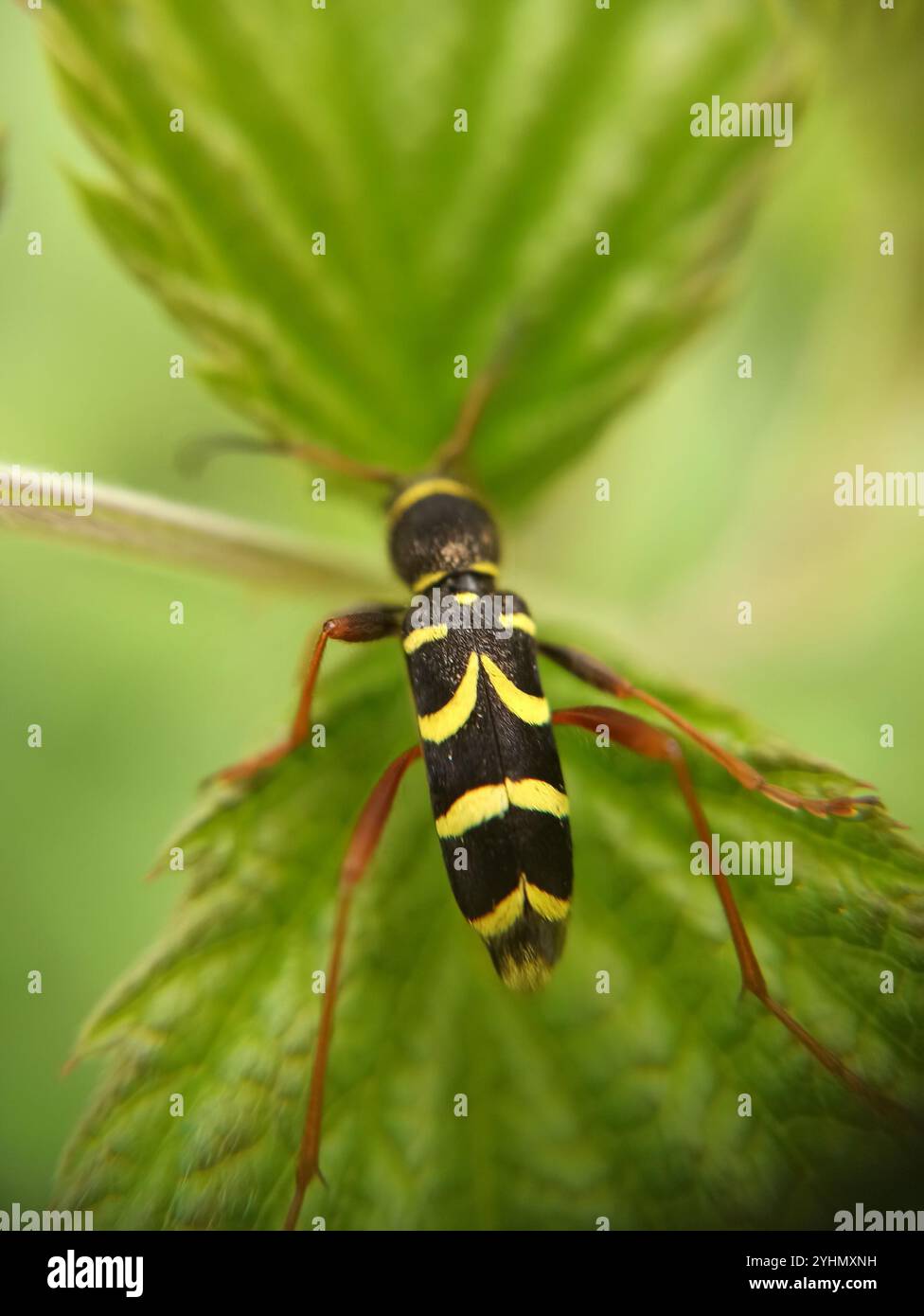 Wasp Beetle (Clytus arietis Stock Photo - Alamy