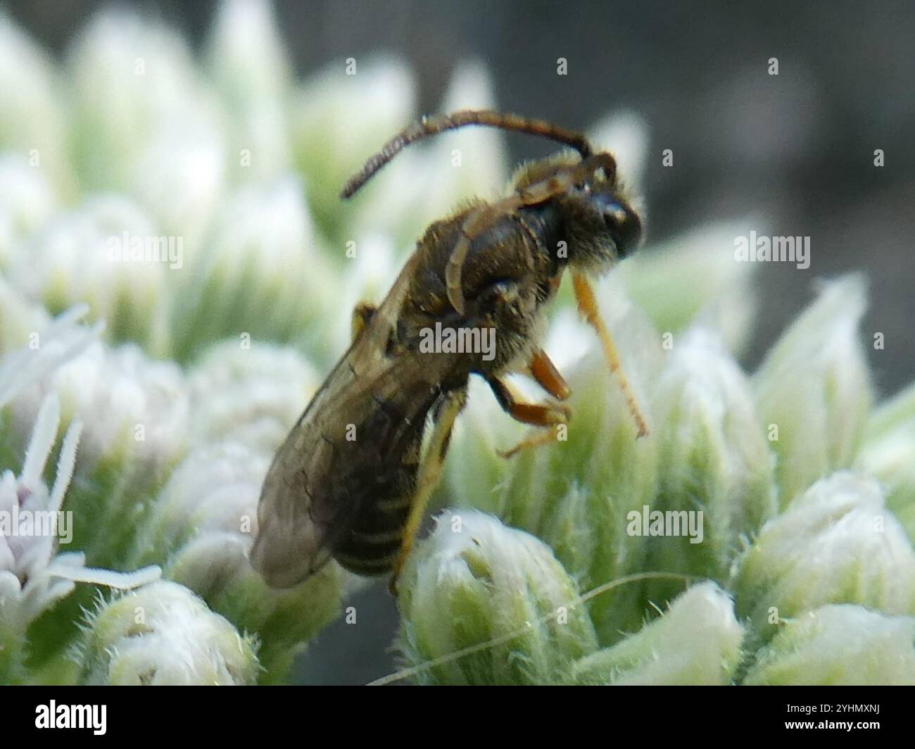Confusing Furrow Bee (Halictus confusus Stock Photo - Alamy