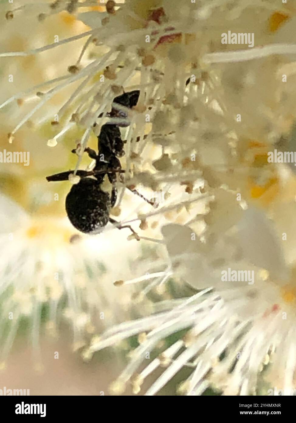 fusca-group Field Ants and Allies (Formica fusca Stock Photo - Alamy