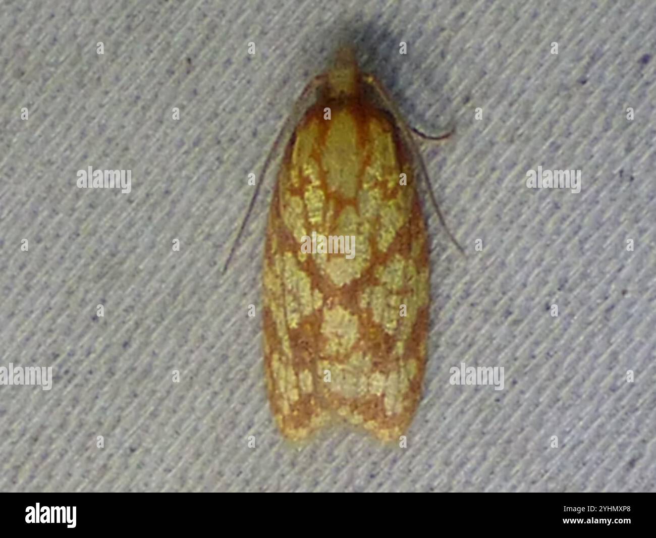 Sparganothis Fruitworm Moth (Sparganothis sulfureana Stock Photo - Alamy