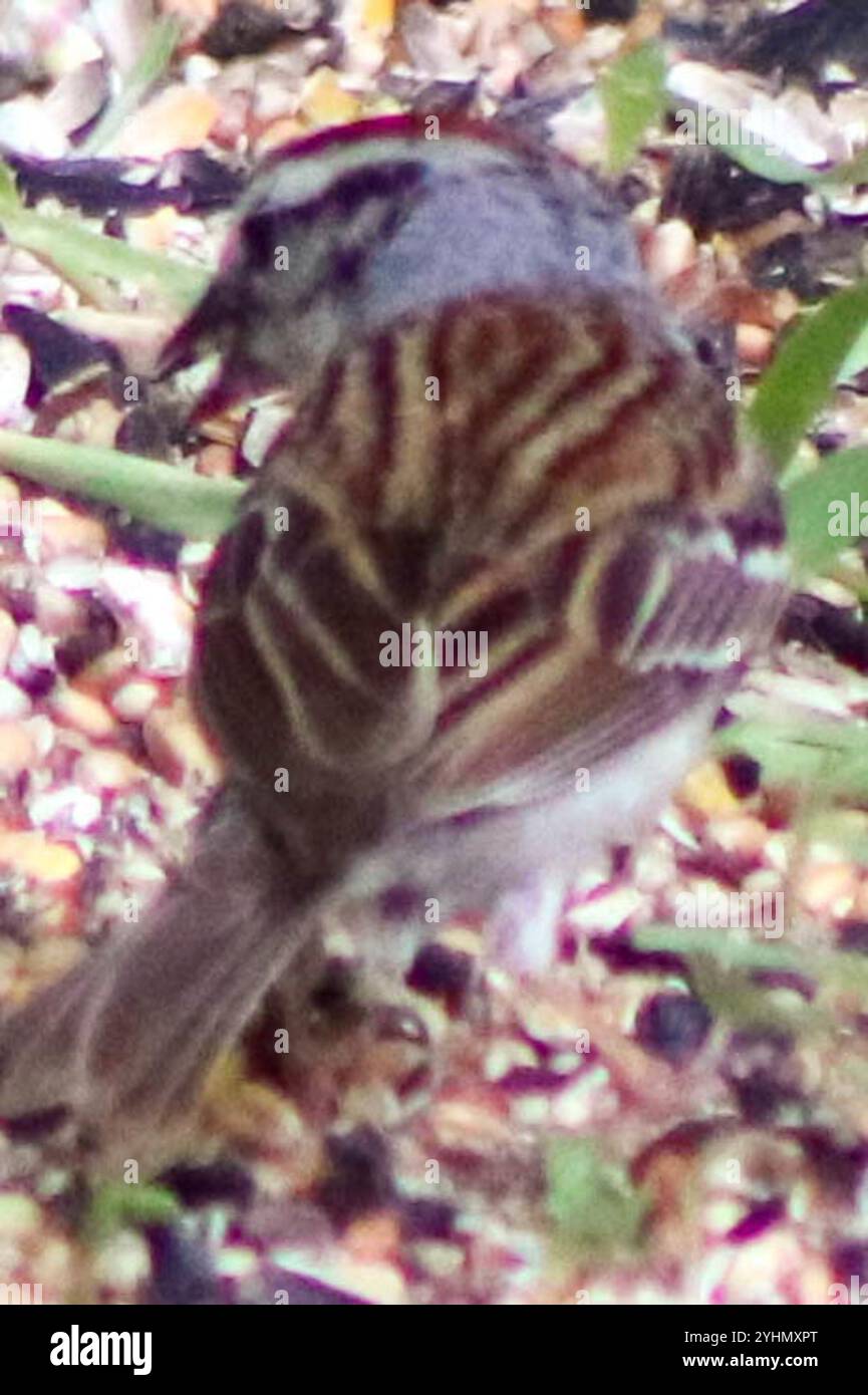 Chipping Sparrow (Spizella passerina Stock Photo - Alamy