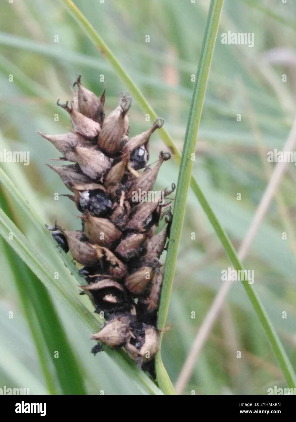 Great Plains Sedge (Carex melanostachya Stock Photo - Alamy