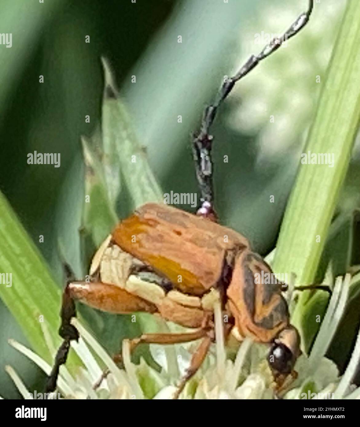Delta Flower Scarab (Trigonopeltastes delta Stock Photo - Alamy