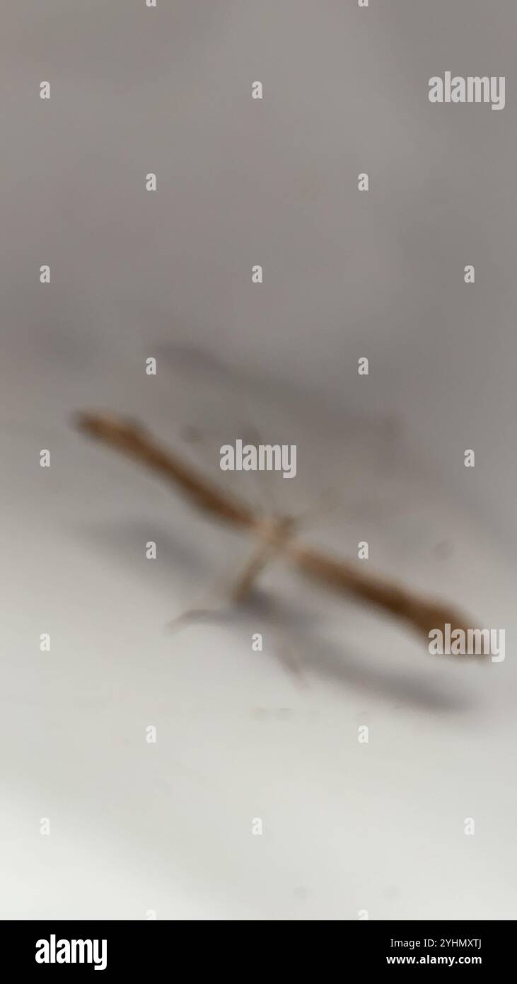 Plume Moths (Pterophoridae Stock Photo - Alamy