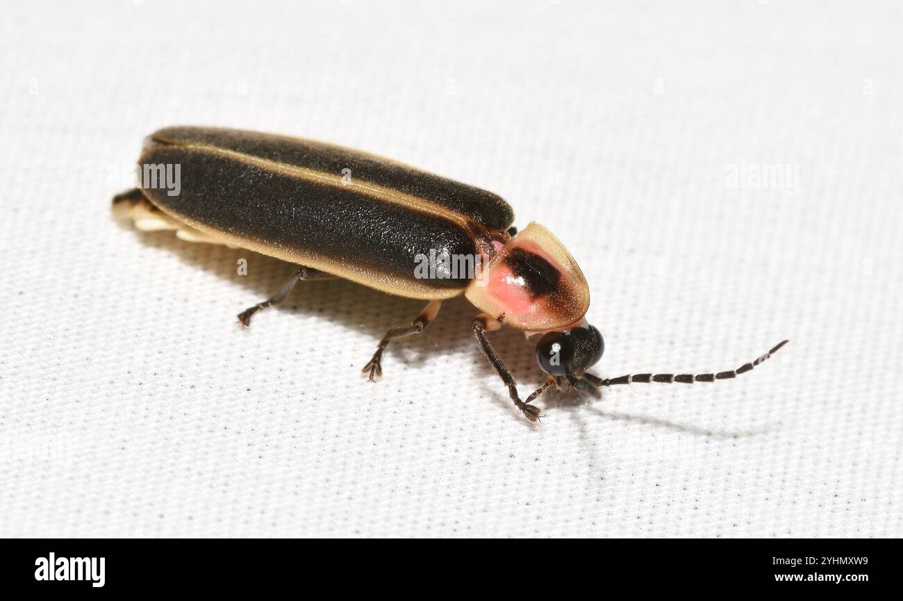 Common Eastern Firefly (Photinus pyralis Stock Photo - Alamy