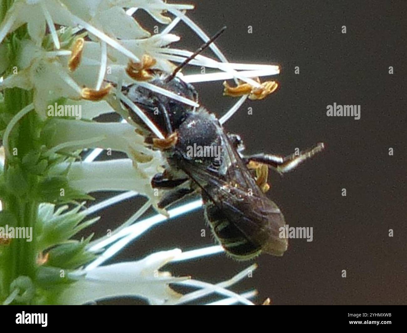 Armored-Resin bees (Heriades Stock Photo - Alamy