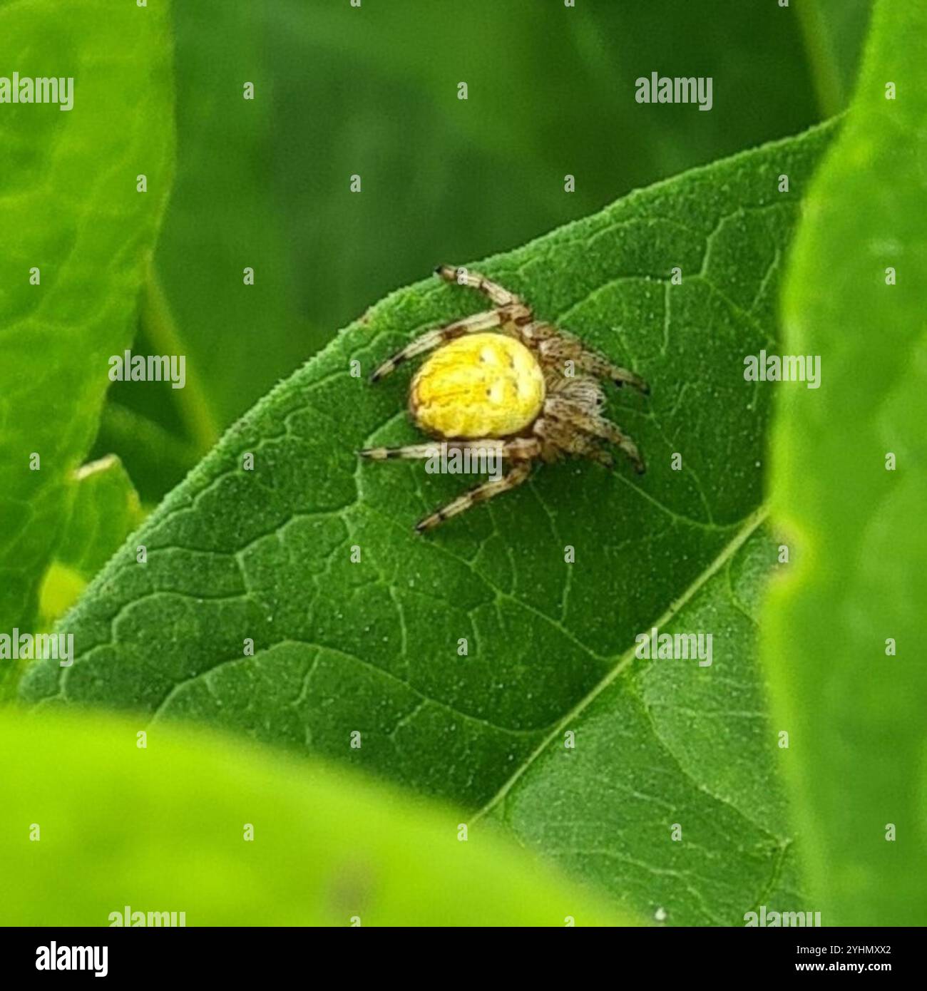 Four-spot Orbweaver (Araneus quadratus Stock Photo - Alamy
