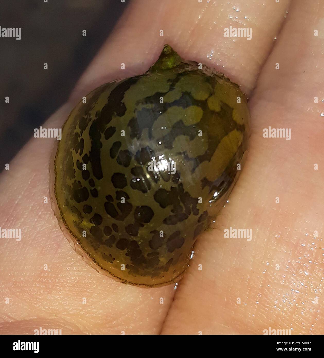 Radix auricularia hi-res stock photography and images - Alamy