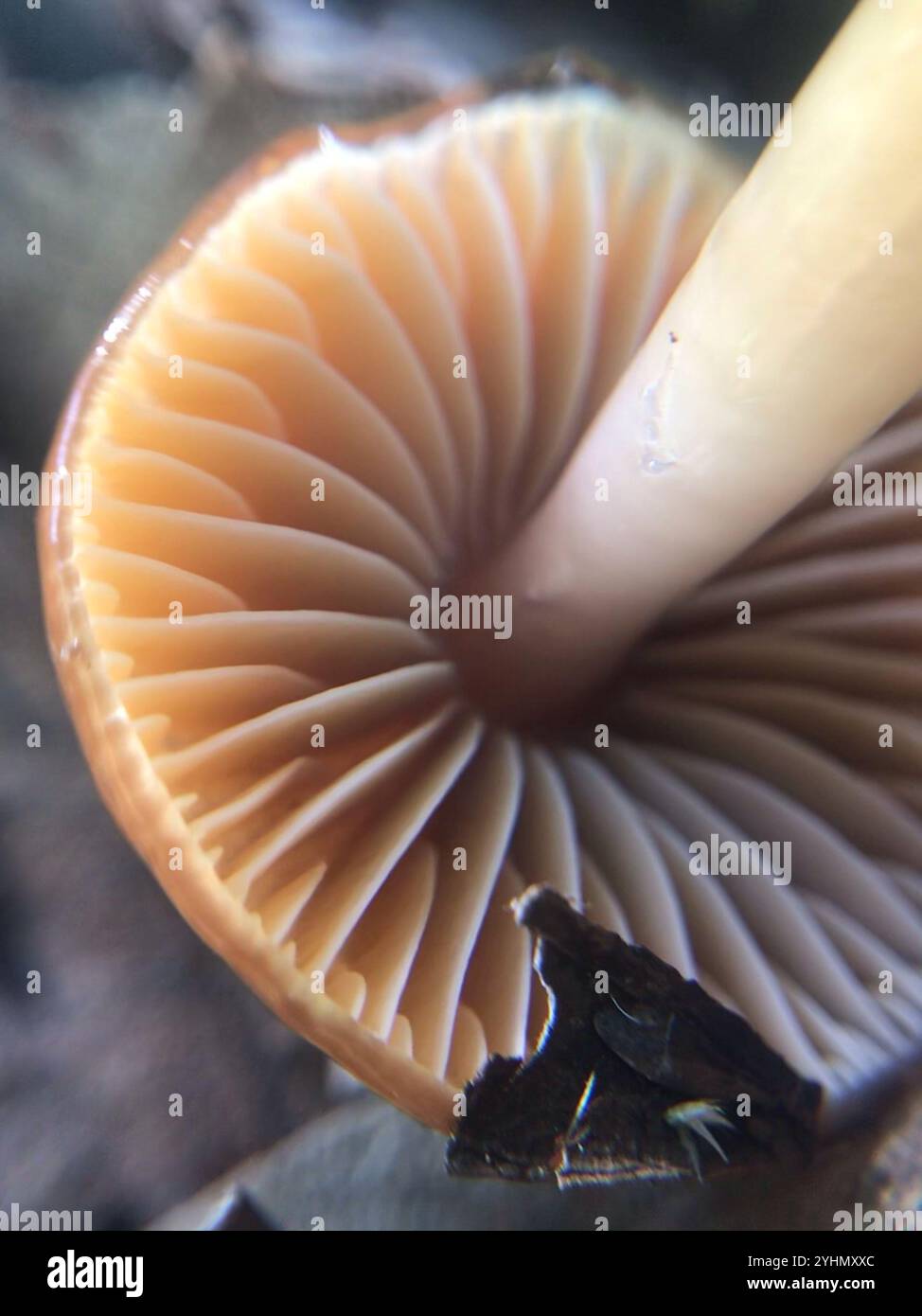 Parrot Mushroom (Gliophorus psittacinus Stock Photo - Alamy