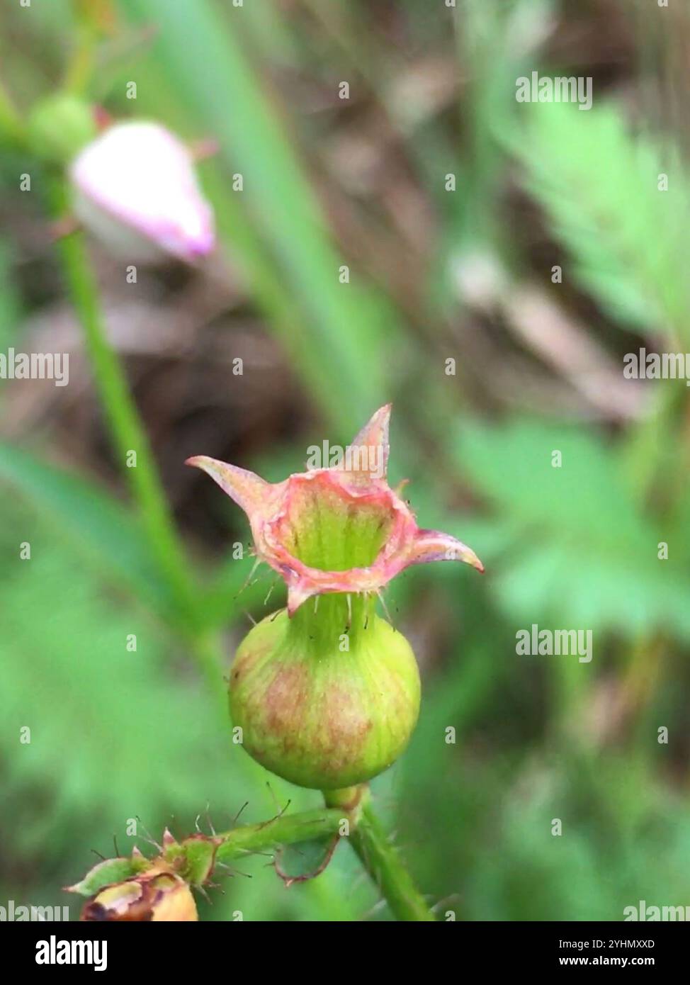 Maryland meadowbeauty (Rhexia mariana Stock Photo - Alamy