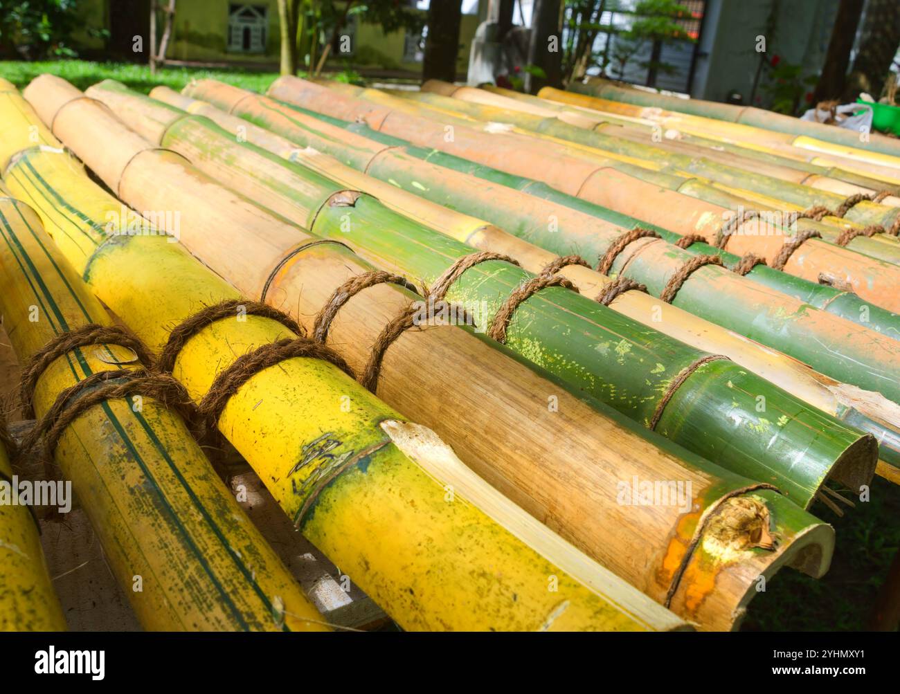 The texture of green bamboo. Beautiful natural background. Bamboo green ...