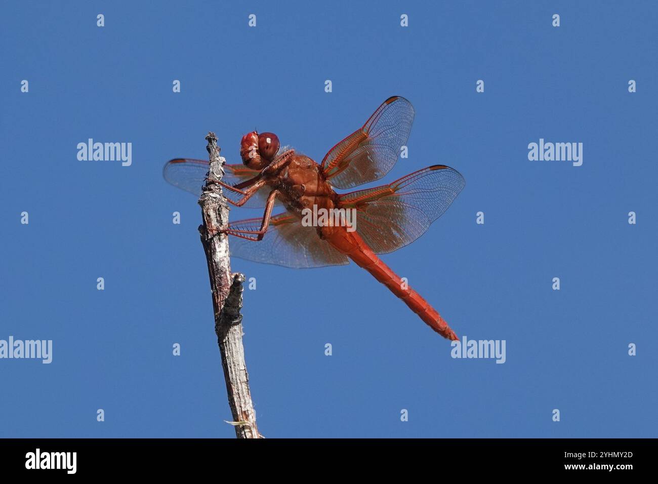 Flame Skimmer (Libellula saturata Stock Photo - Alamy