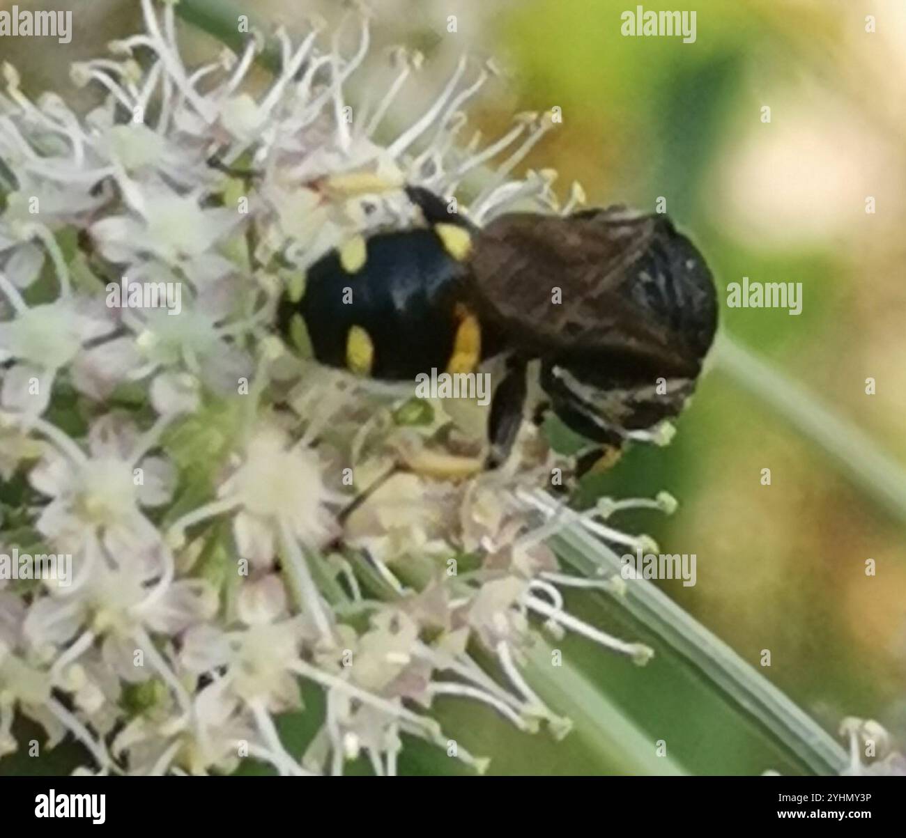 Common Ectemnius (Ectemnius continuus Stock Photo - Alamy