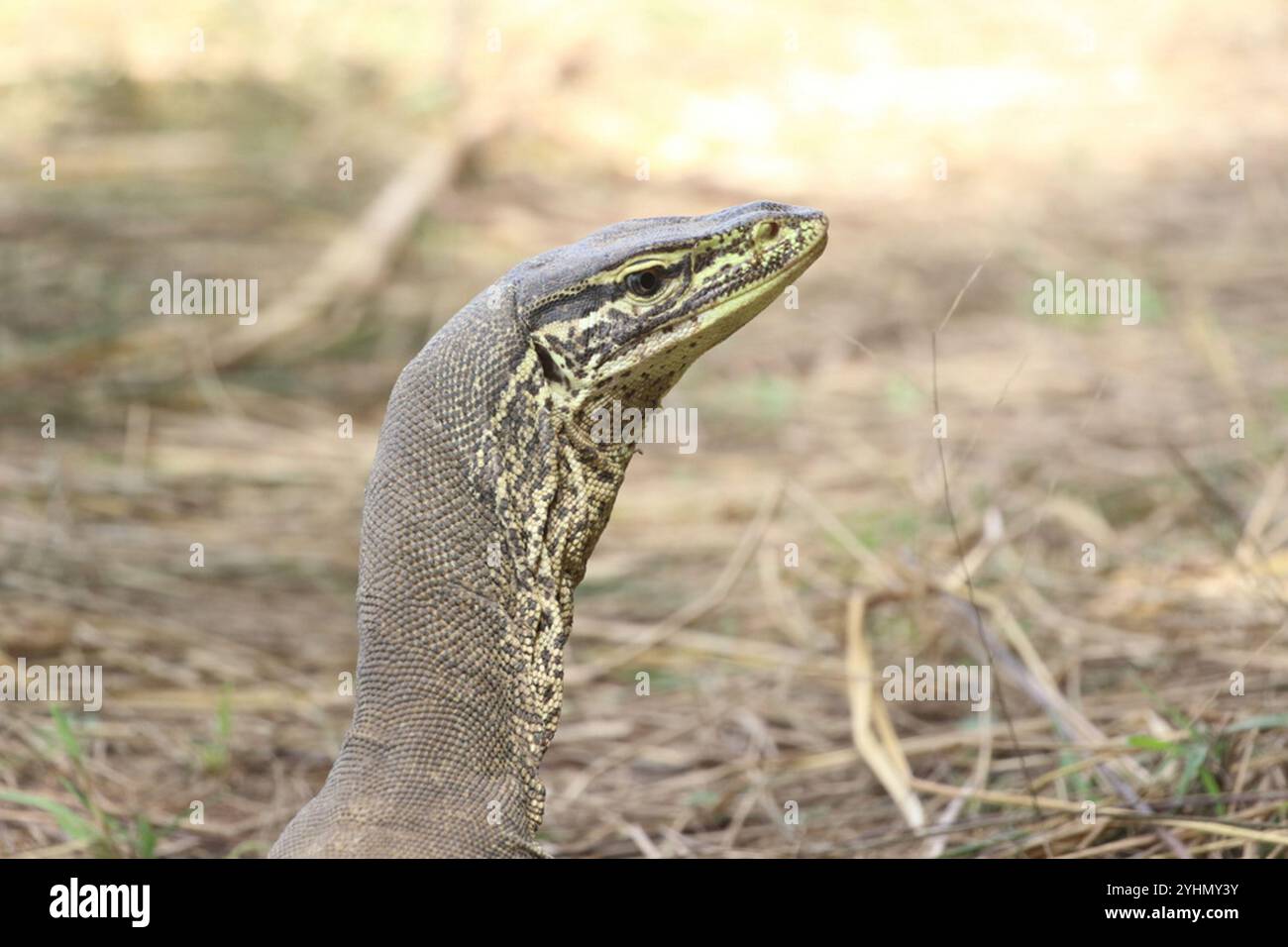 Argus panoptes hi-res stock photography and images - Alamy