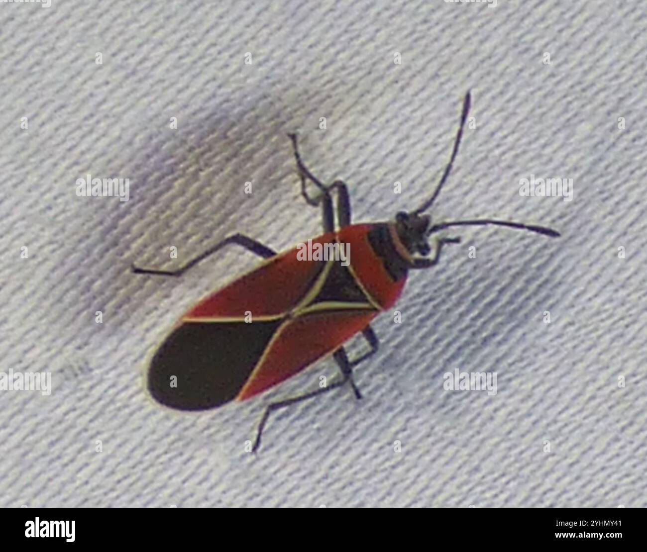 White-crossed Seed Bug (Neacoryphus bicrucis Stock Photo - Alamy