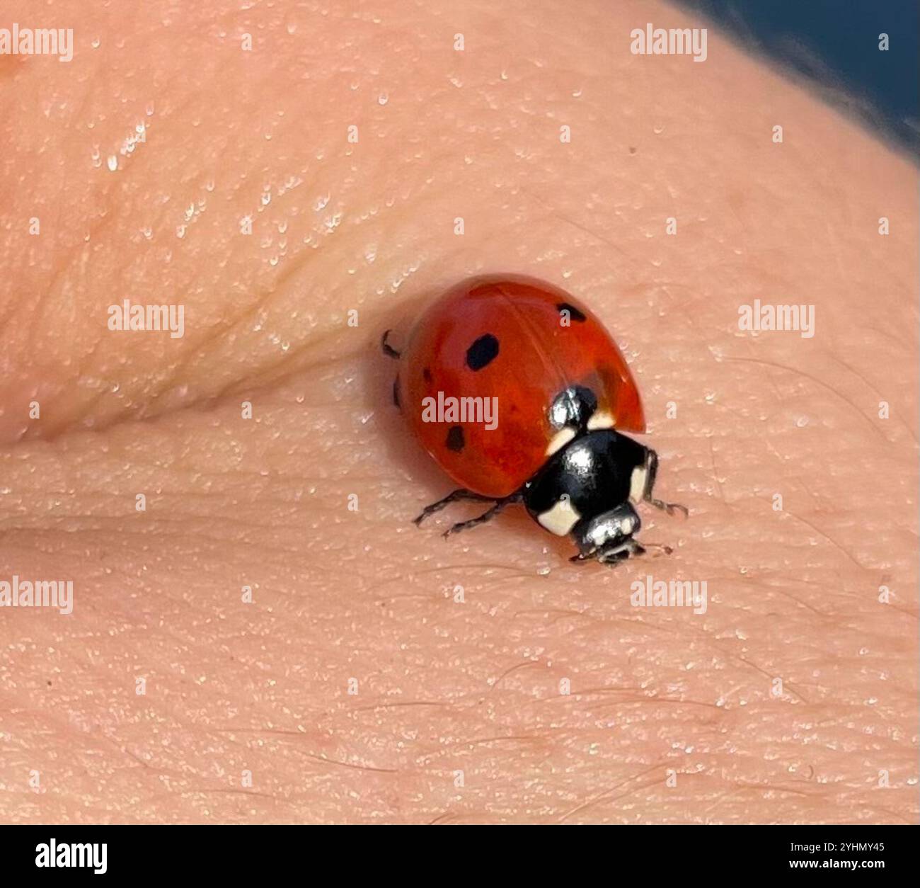 Seven-spotted Lady Beetle (Coccinella septempunctata Stock Photo - Alamy