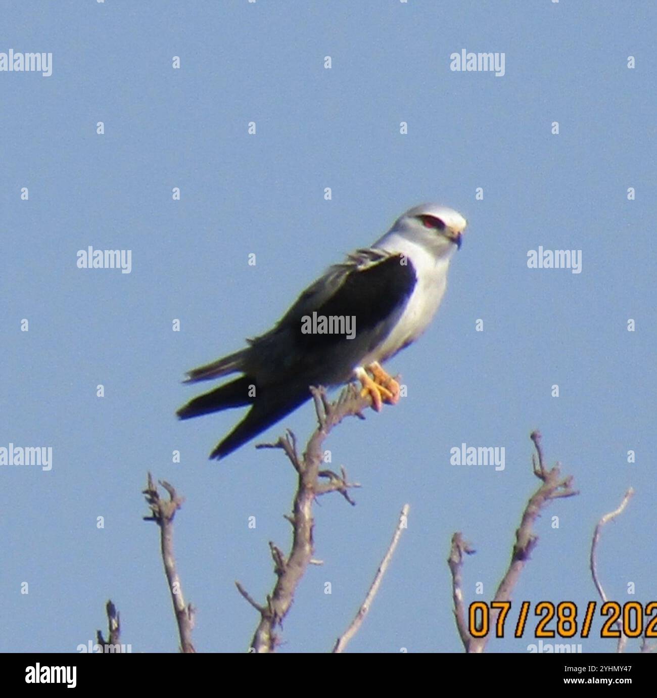 Black-winged Kite (Elanus caeruleus Stock Photo - Alamy