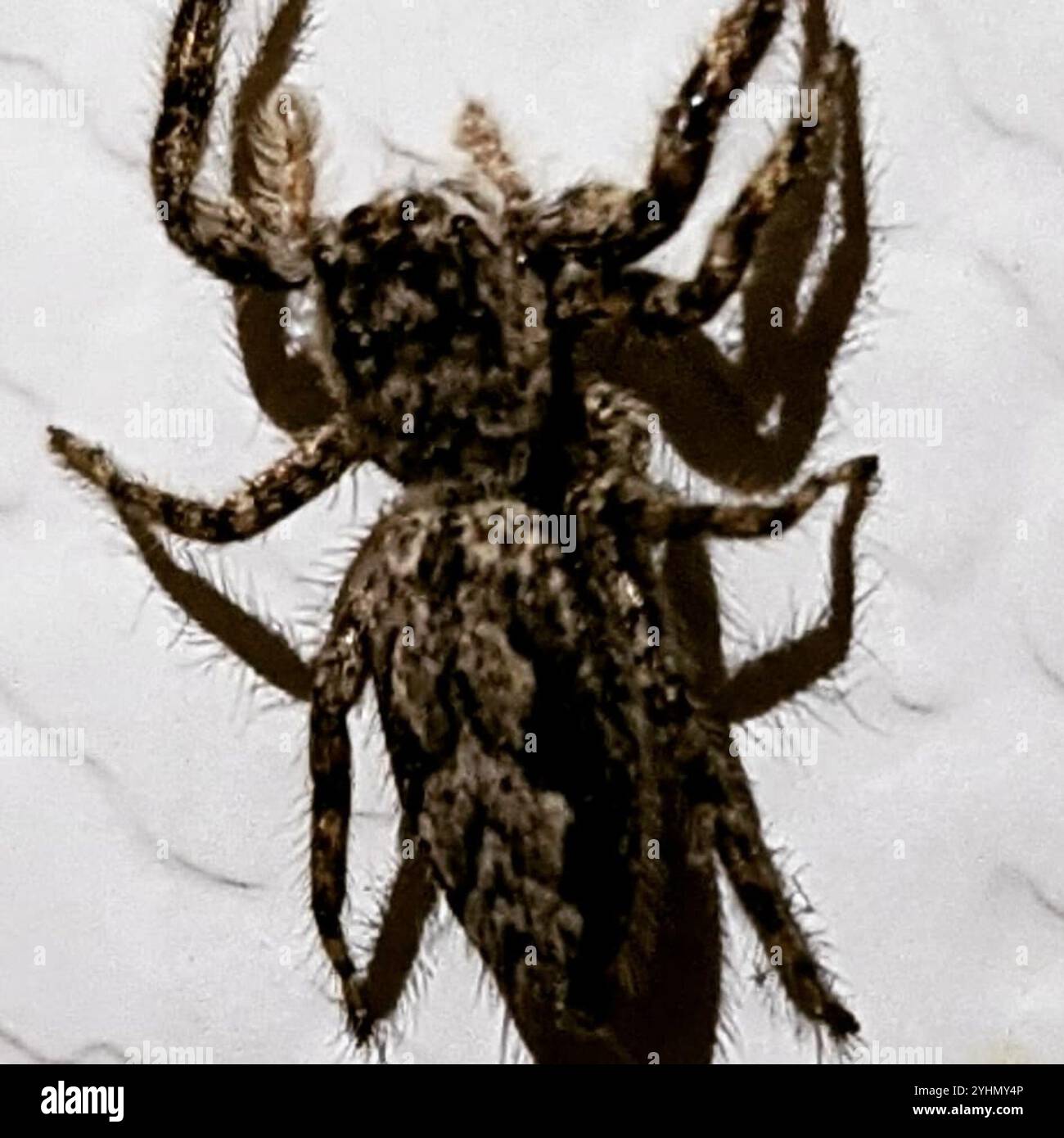 Tan Jumping Spider (Platycryptus undatus Stock Photo - Alamy