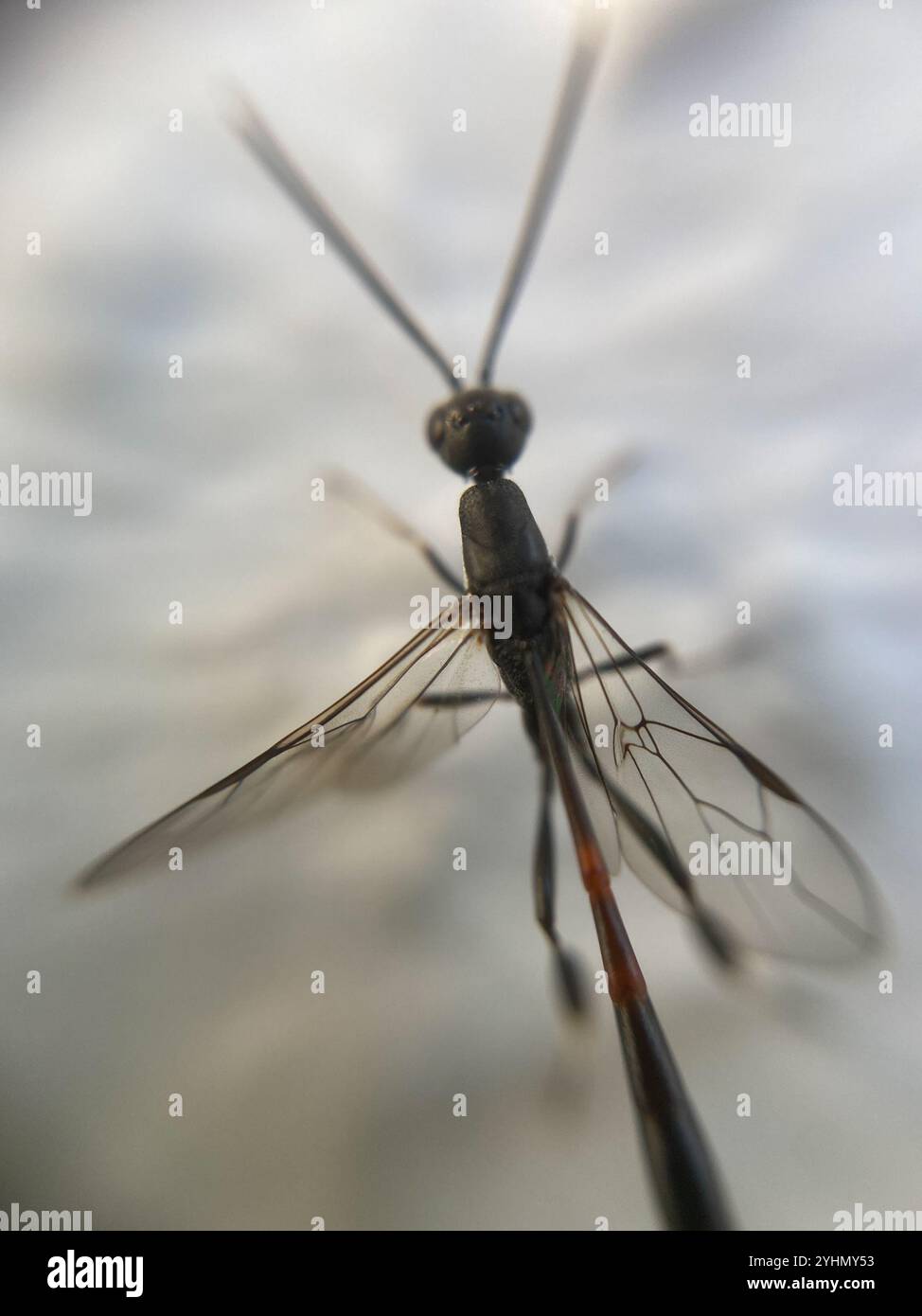 Javelin Wasp (Gasteruption jaculator Stock Photo - Alamy