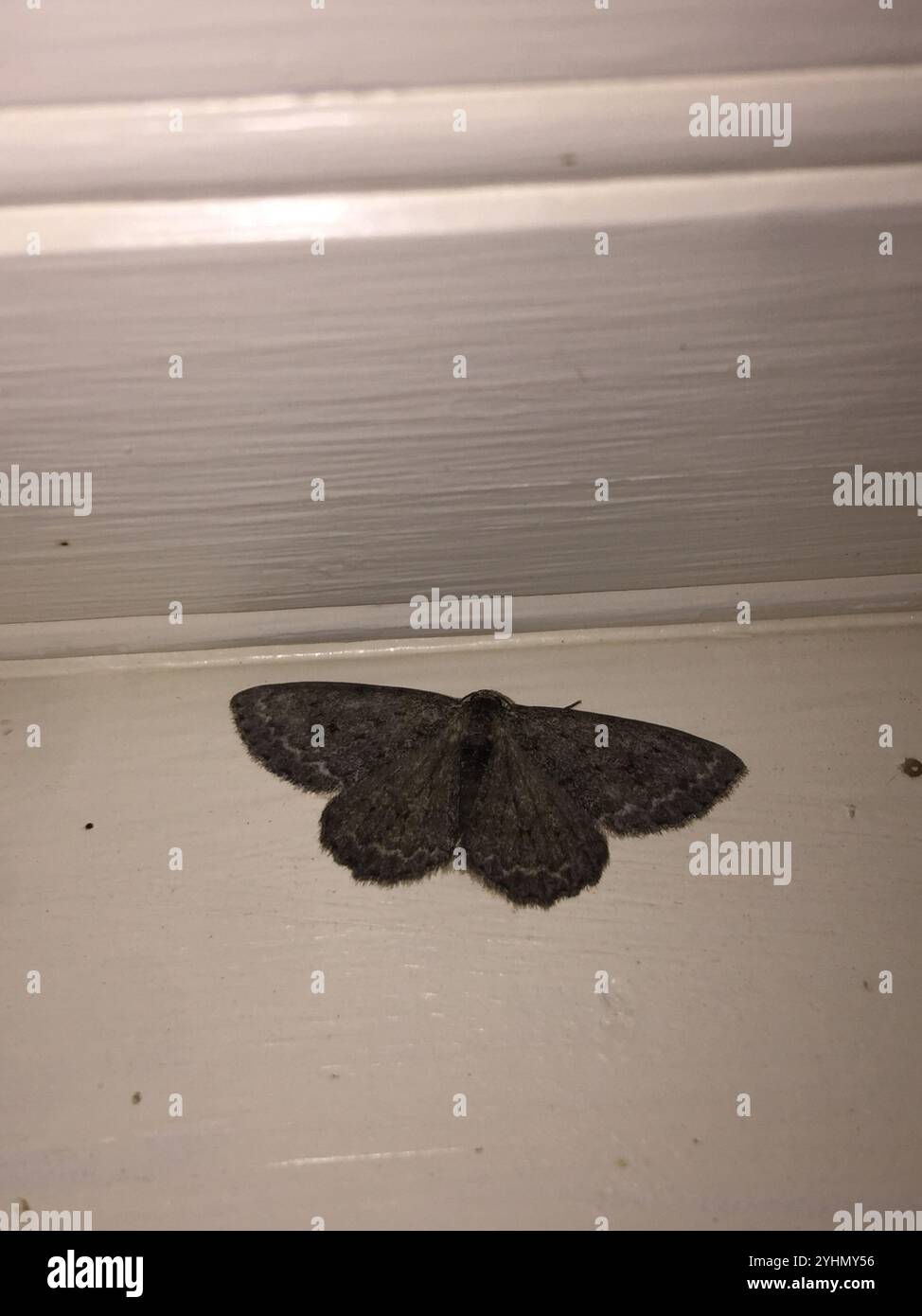 Small Engrailed (Ectropis crepuscularia Stock Photo - Alamy