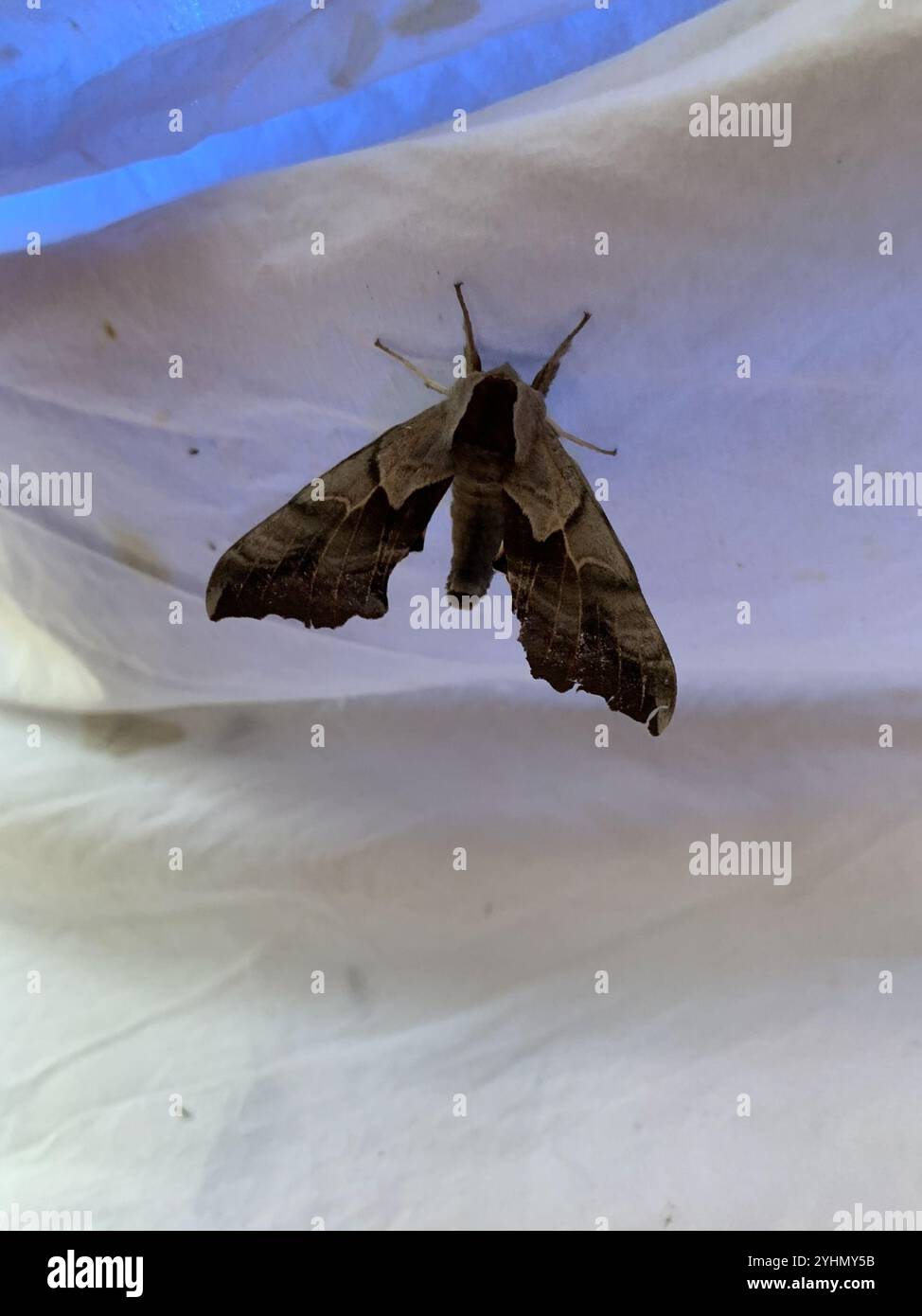 Western Eyed Sphinx (Smerinthus ophthalmica Stock Photo - Alamy