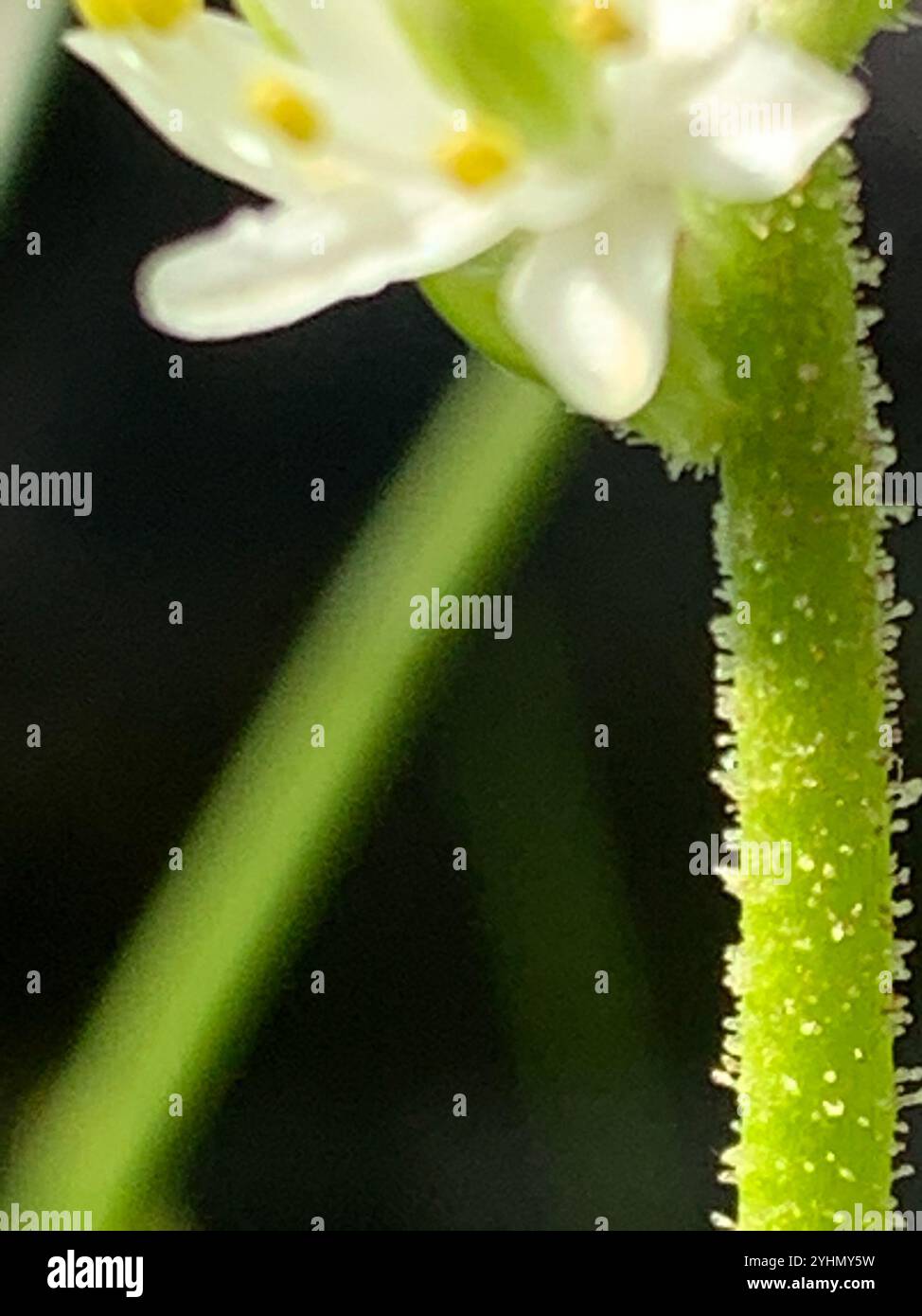 Sticky False Asphodel (Triantha glutinosa Stock Photo - Alamy