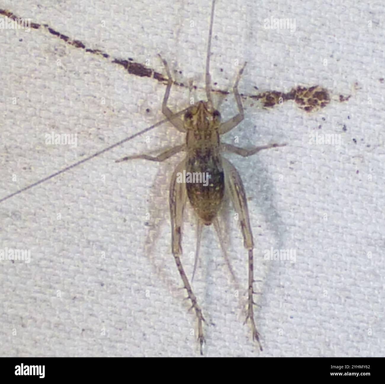 Brown Sword-tail Crickets (Anaxipha Stock Photo - Alamy