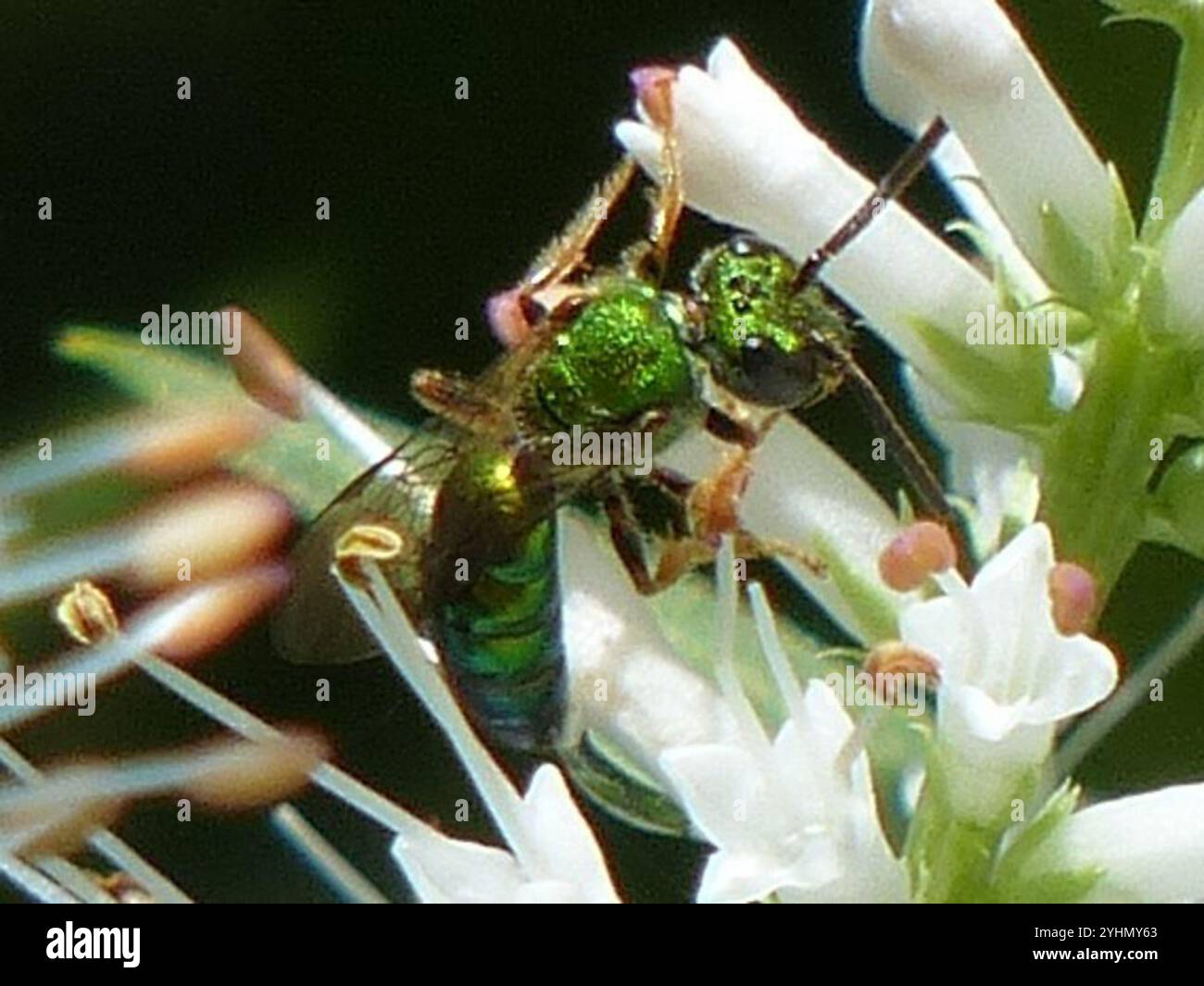 Augochlorine Sweat Bees (Augochlorini Stock Photo - Alamy