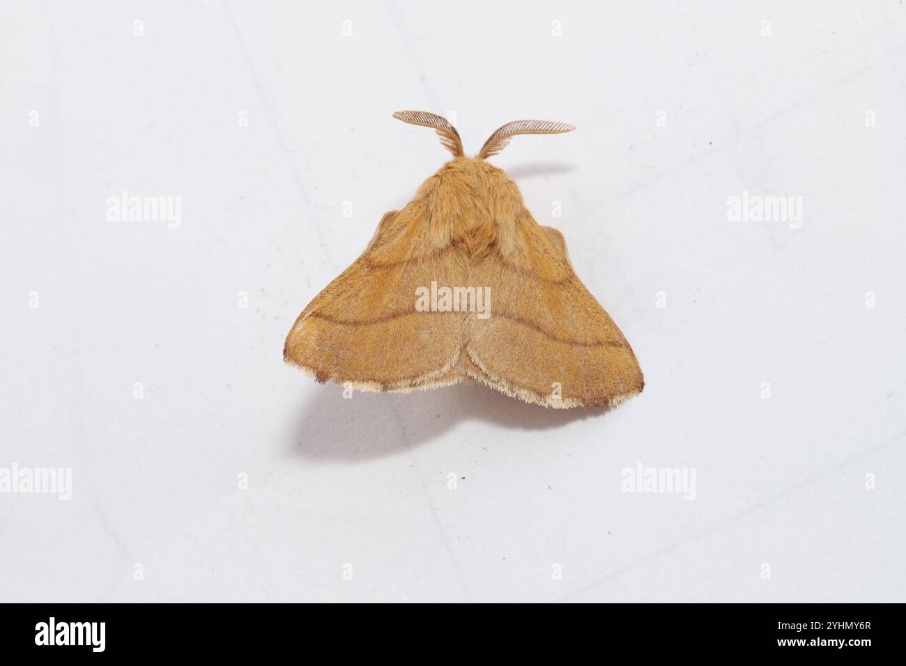 Forest Tent Caterpillar Moth (Malacosoma disstria Stock Photo - Alamy